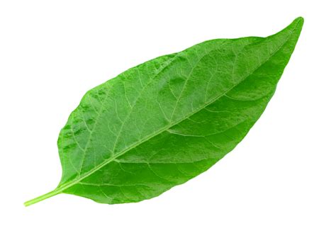 Leaf Chili Isolated Green Of Pepper Leaves Pattern 40747169 Png