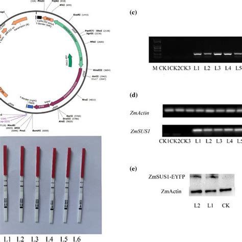 Schematic Diagram Of Plant Expression Vector Map And The Detection Of Download Scientific