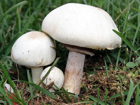 Agaricus Xanthodermus Characteristics Habitat Toxicity And Confusion