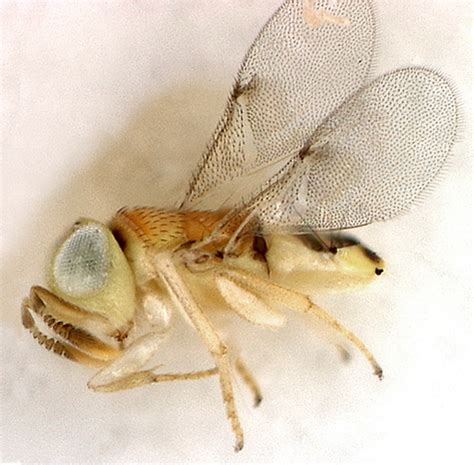 Parasitic Wasp Plays Pivotal Role In Papaya Mealybug Control