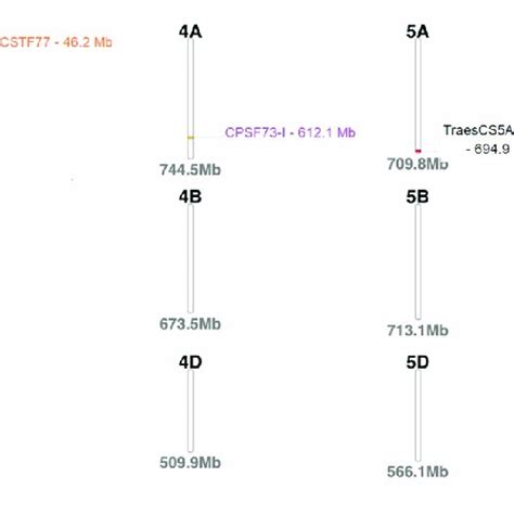 Physical Map Of The Wheat Genome Depicting The Positions Of Putative Download Scientific
