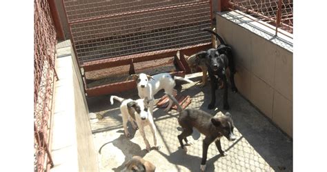 Трафикът на кучета по доходен и по безопасен от този на дрога