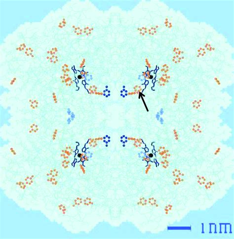 The Tetramer Bovine Liver Catalase Molecule With Its Tyrosines
