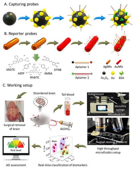 Aptamer Sers Biosensors Helps Early Alzheimers Detection Chinese Academy Of Sciences