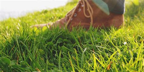 Learn 5 Things You Can Do To Bring Life Back To Your Lawn House