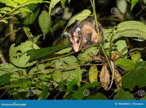 Common Opossum Didelphis Marsupialis Wild Nature Belize Royalty Free