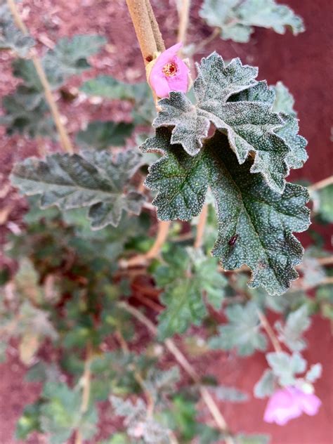 Globe Mallow Pink Red Hills Desert Garden Wcwcd