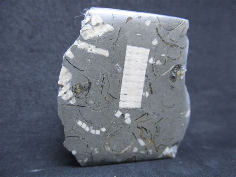 Cut And Polished Isocrinus