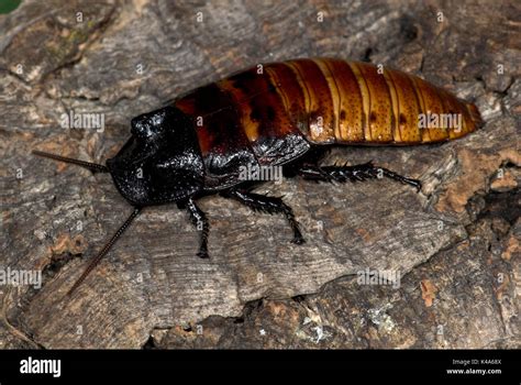 Hissing Cockroach Gromphadorrhina Portentosa Madagascar Showing