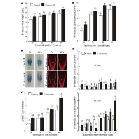 Trichoderma Induces Acidification Of The Medium T Atroviride Was Download Scientific