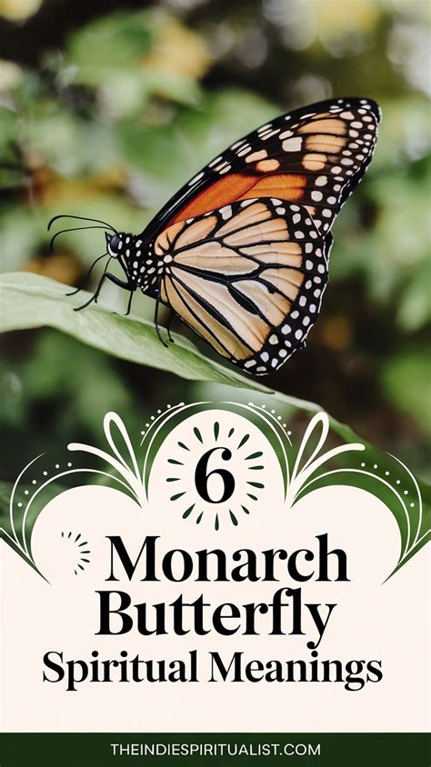 6 Monarch Butterfly Spiritual Meanings Monarch Butterfly Monarch