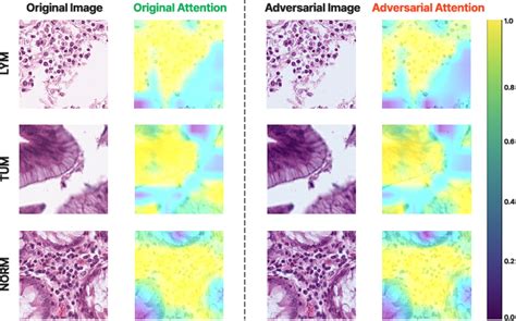 Figure 4 From Demonstration Of An Adversarial Attack Against A Multimodal Vision Language Model