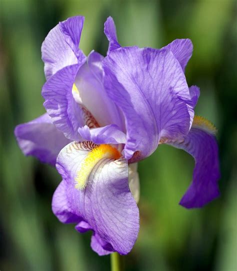 Japansk Iris