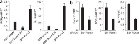 Interactions Among The Transcription Factors Runx1 Rorgammat And Foxp3