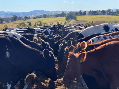 Byron Ag Feed Troughs Byron Ag Machinery Byron Ag Machinery