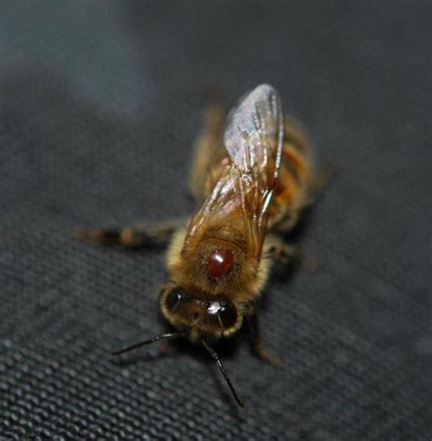 Troubling Trends In Honey Bee Parasites And Diseases