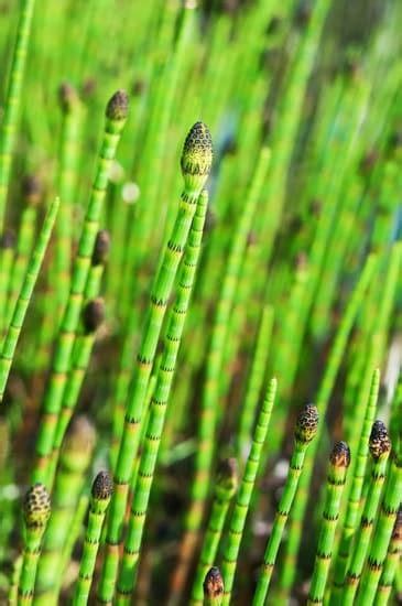 Horsetail Equisetum Plant Photos By Canva