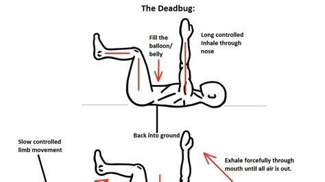 The Dead Bug Exercise A Comprehensive Guide To Strengthening Your Core