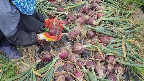 양파 수확 양파 뽑기 저장 주말의농장 Youtube