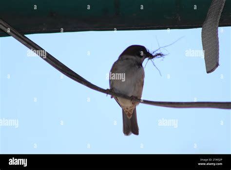 Eurasian Tree Sparrow Close Up Hi Res Stock Photography And Images Alamy