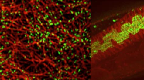 Group Leader MPI CBG