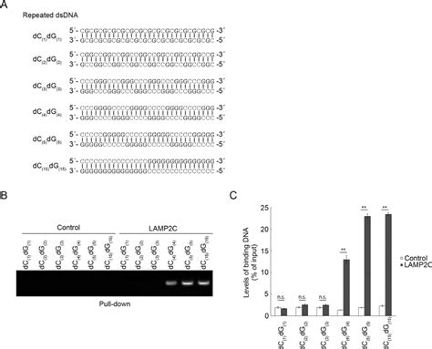 Dna Repeat Sequences That Interact With Lamp2c A Dsdna Sequences