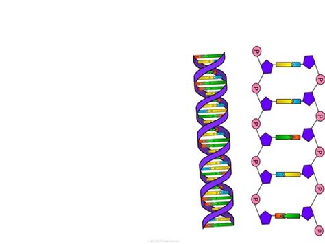 Biology Chapter 4 Flashcards Quizlet
