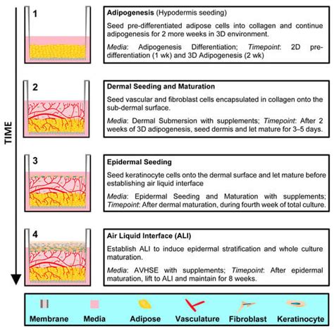 Hypodermis