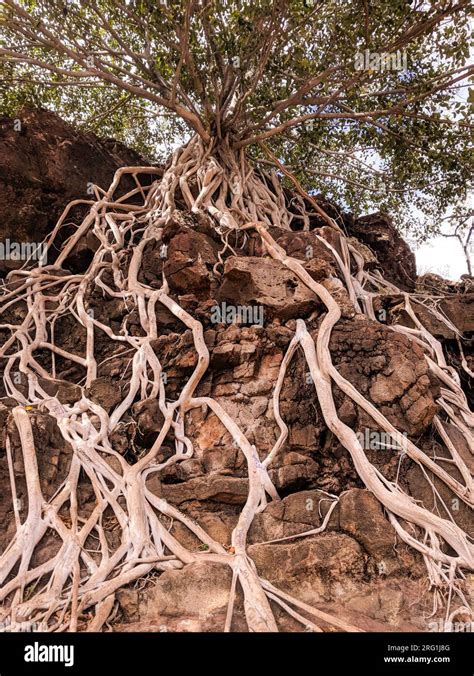 Beautiful Tree With Long Exposed Roots Stock Photo Alamy