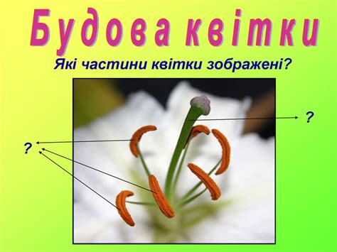 Квітка Будова квітки презентация онлайн