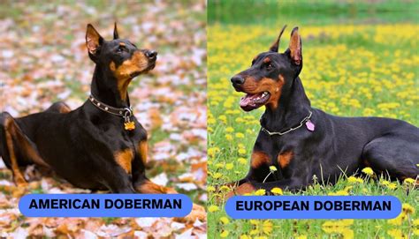 American Doberman Vs European Doberman Key Differences Explained En