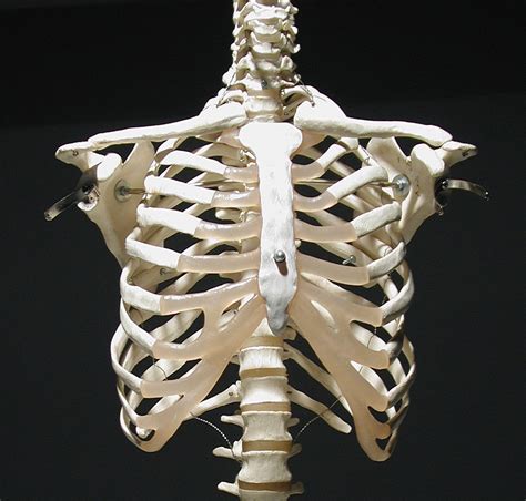 Rib Cage