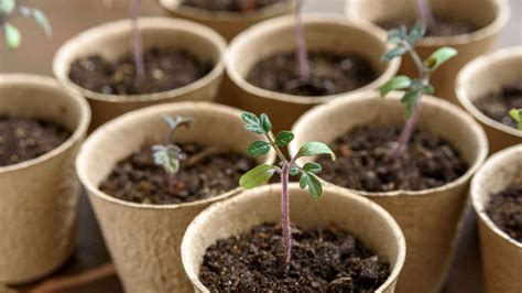 Eco Friendly Vs Biodegradable Whats The Difference Ecotsy