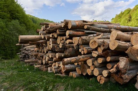 Large Stack Of Timber In The Forest Stock Image Image Of Ground Chop