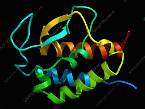 Human Interleukin 9 Illustration Stock Image C0574966 Science