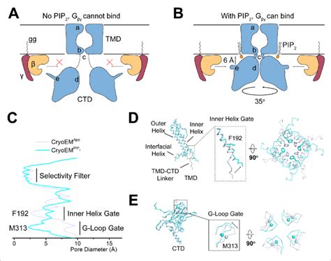 Pip 2 Serves As An Allosteric Regulator To Permit G Bg Binding A And