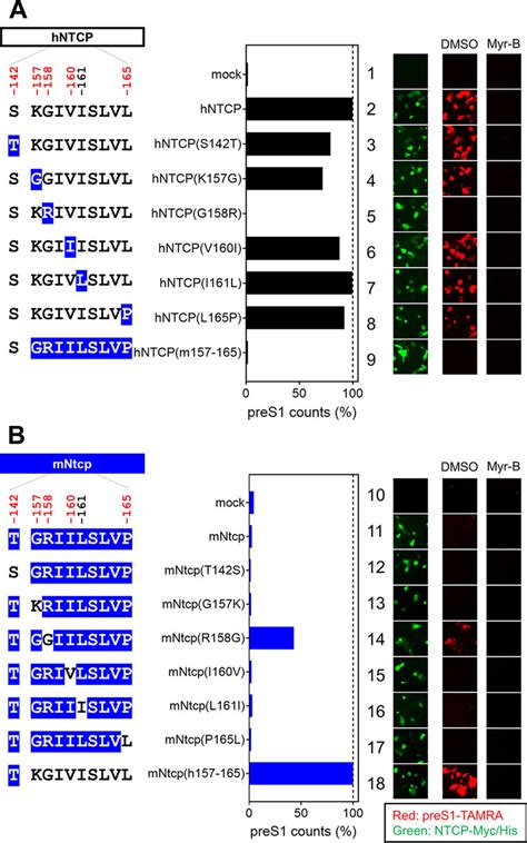 Single Positive Selection Site On Ntcp Is Critical For Hbv Envelope Download Scientific Diagram