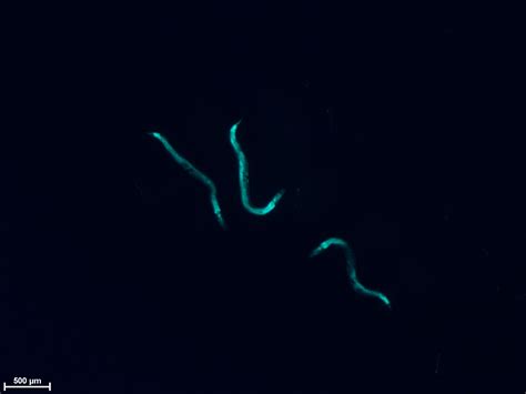 Imagej Macro For Recognize Shapes