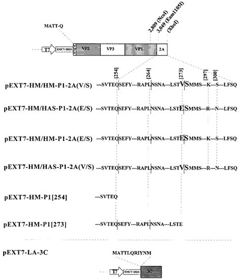 Schematic Presentation Of Hav Cdna Constructs Used For Transient