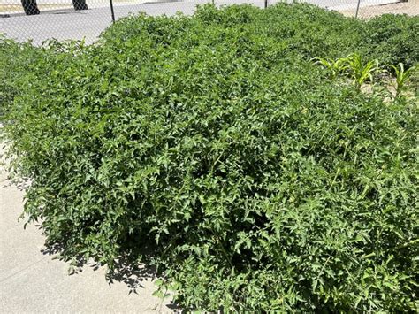 Single Tomato Plant From Last Year Gave Me A Couple Plants This Year