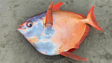 Rare 100 Pound Opah Fish Washes Ashore In Oregon
