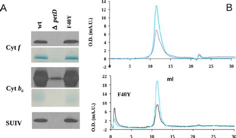 Biochemical Characterization Of Cytochrome B 6 F Complex Mutants A