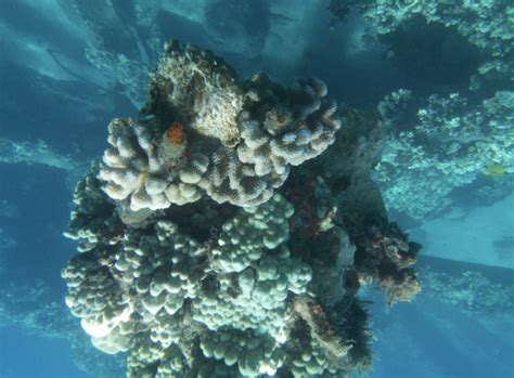 Maka Niu Deep Sea Imaging System The Magpi 125 Raspberry Pi