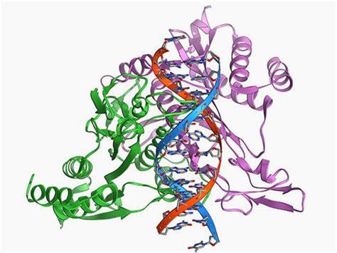Nuclease Description Types Action Endonuclease Exonuclease