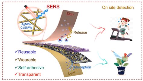 用于生物表面尿素原位检测的自粘、表面自适应、可再生sers基板 新概念传感器与分子材料研究院