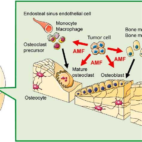 A The Alteration Of Bone Microenvironment Interfered By Tumor Cells Download Scientific