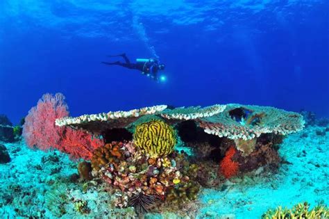 3d2n Timba Timba Matake และเกาะ Pom Pom สัมผัสประสบการณ์วันหยุดใน Semporna ซาบาห์ Kkday