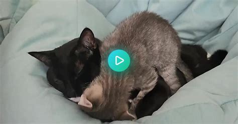 Brawl In The Beanbag Chair Album On Imgur