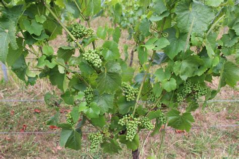 Know Your Vines 7 How To Optimise Your Yield Prediction And The Power Of The Yield Predictor