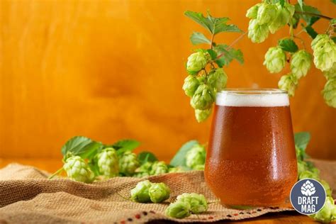 Foggy Geezer Review What To Know About This Outstanding Ipa